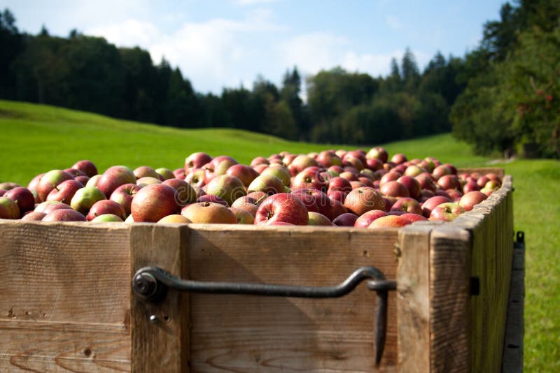 Rich Harvest of Juicy Red Apples on Tree Branch Stock Image - Image of ...