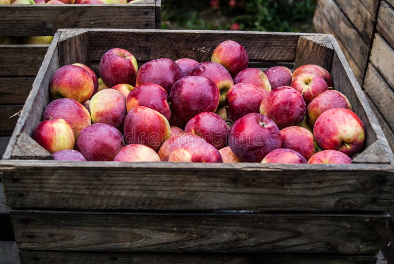 Red apples stock photo. Image of orchard, apples, fresh - 40698112