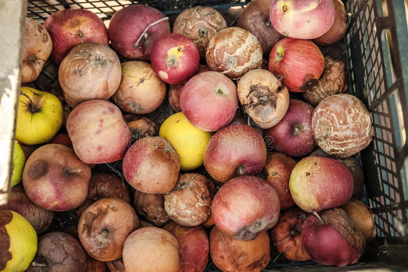 Red Apples Close Up and Copy Space in Plastic Box. Ugly Apples with Rot ...