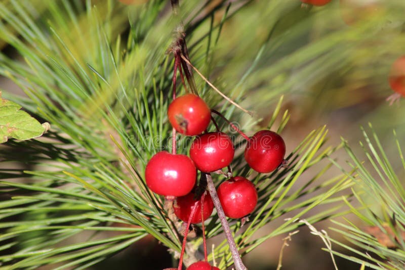 Red Apples of the Decorative Berry Apple Tree Purpurea Pendula Stock ...