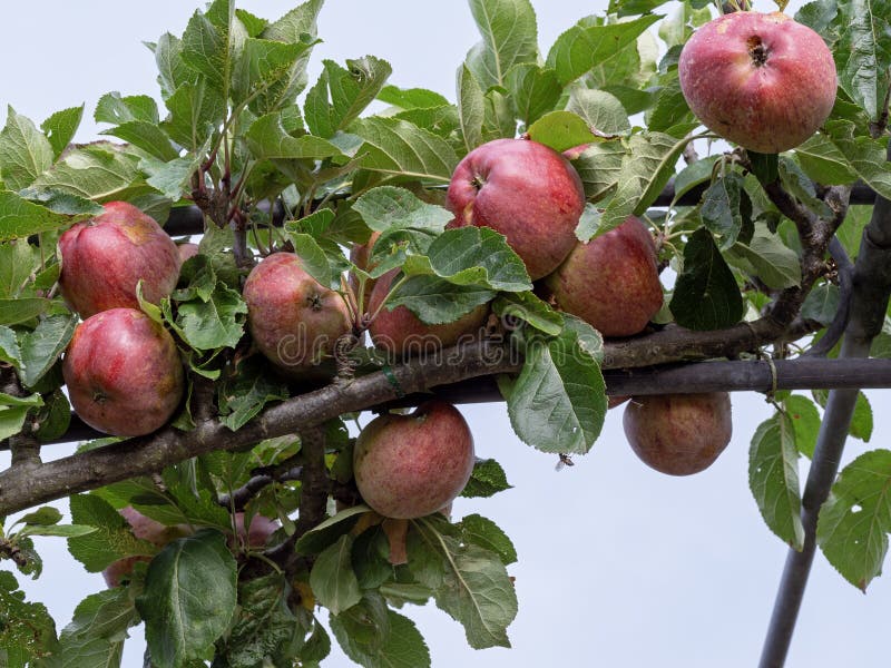 Apples Developing on a Tree Branch, Variety Captain Kidd Stock Image ...