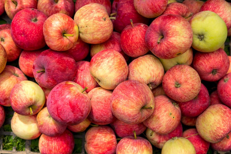 Red Apples from Ecological Cultivation Stock Photo - Image of white ...
