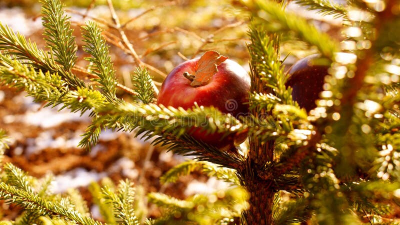 Red apples on the fir tree stock image. Image of apple - 61347401