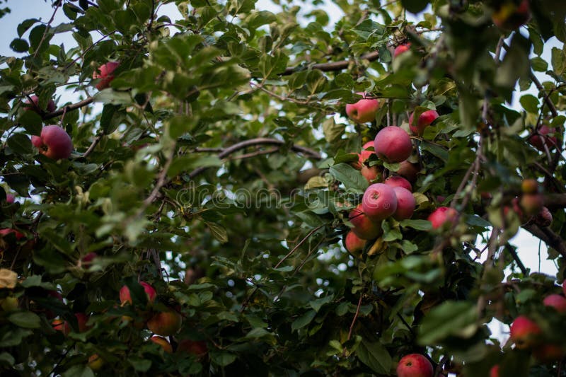 Apple Tree Auction Stock Photos - Free & Royalty-Free Stock Photos from ...