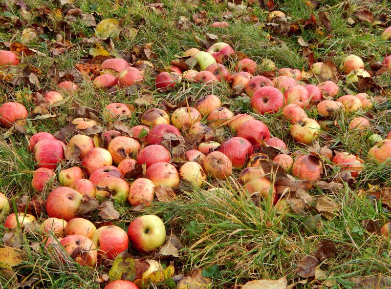 Red apples on the grass stock photo. Image of field, fallen - 85928704