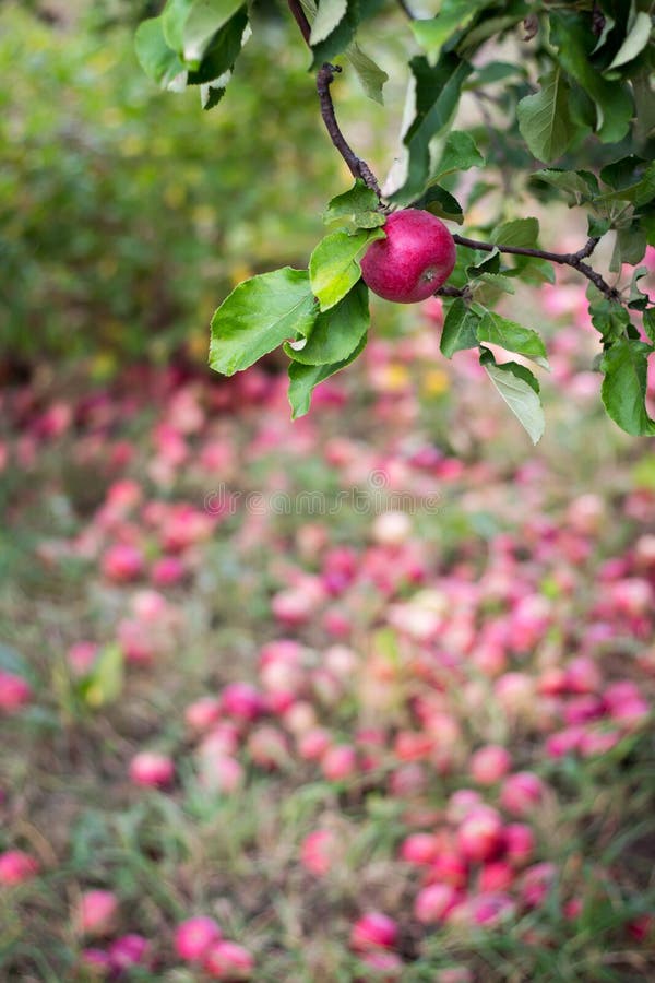 Red Apples on the Grass Under Apple Tree Stock Image - Image of nature ...