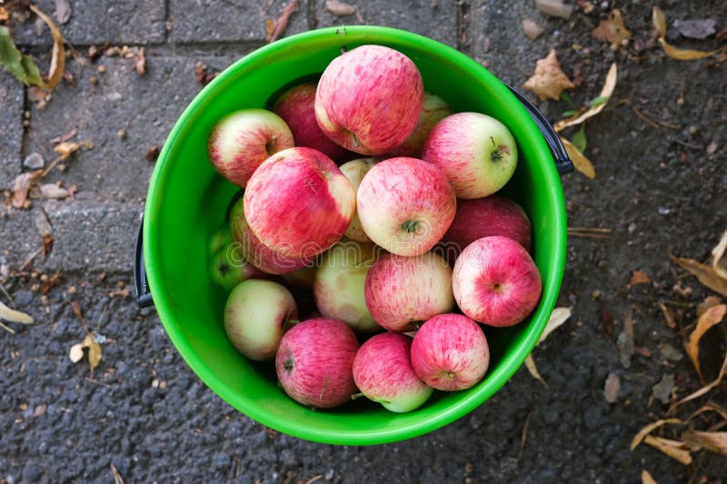 Red apples in a bucket stock image. Image of ground - 344564427