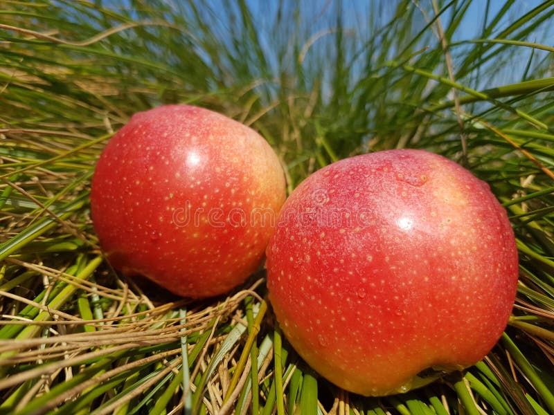 Two red apples stock photo. Image of beautiful, healthy - 179205072