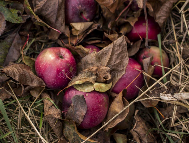 Apple-fruit on the Ground after Falling from Tree Stock Photo - Image ...