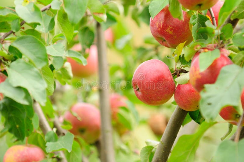 Red Apples Growing on Apple Tree Stock Image - Image of fresh, natural ...