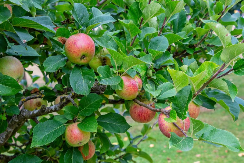 Apples growing on trees stock photo. Image of eating - 125110098