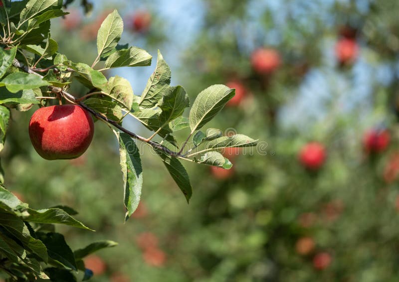 Red Apples Hang from Apple Tree in Sunshine Stock Photo - Image of ...
