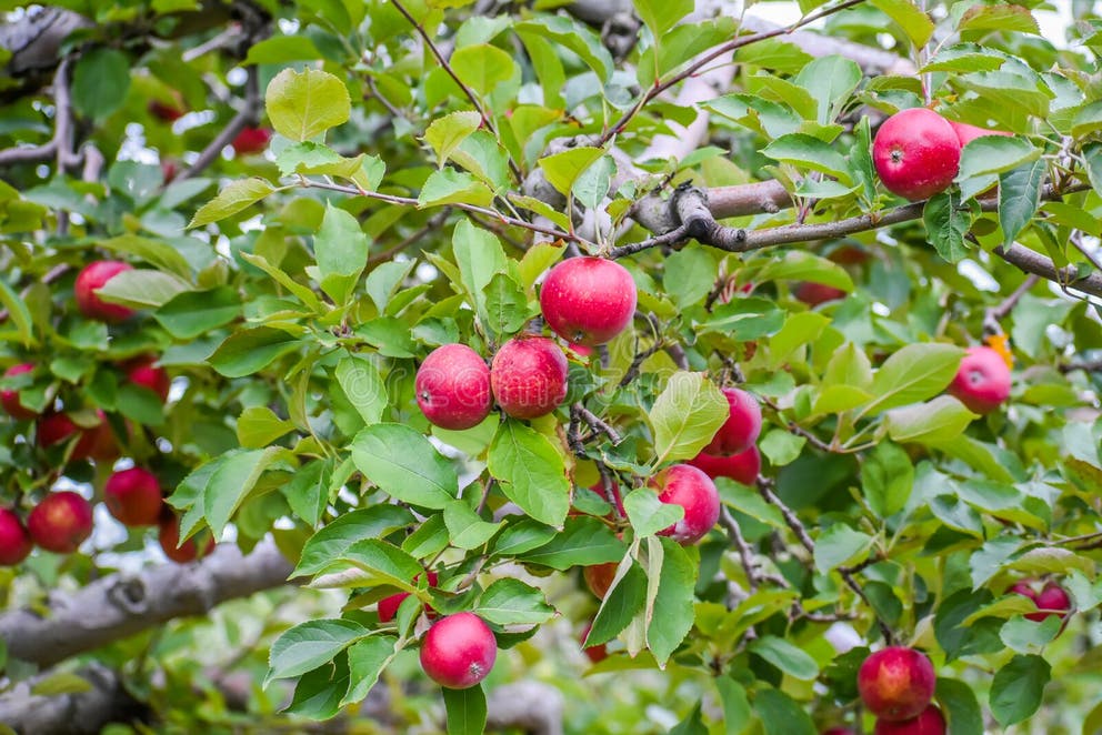 Red Apples Hanging on an Apple Tree Stock Photo - Image of fruits ...