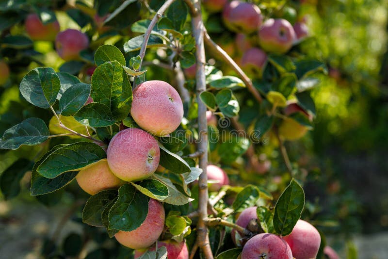 Red Apples Hanging on Branches of Apple-tree in Summer Orchard Stock ...