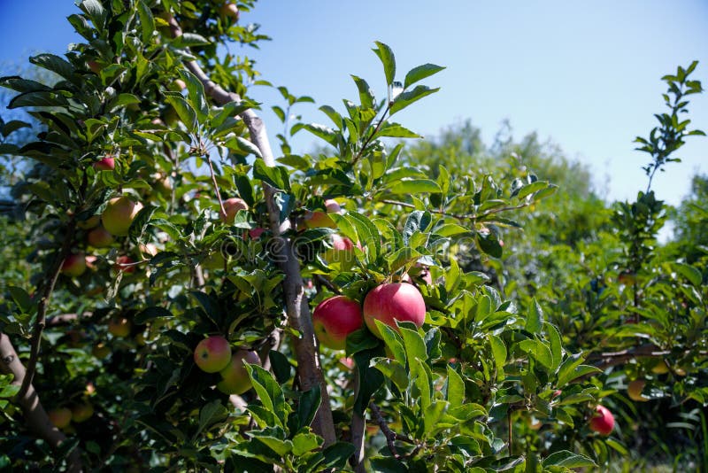 Red Apples Hanging on Branches of Apple-tree in Summer Orchard Stock ...