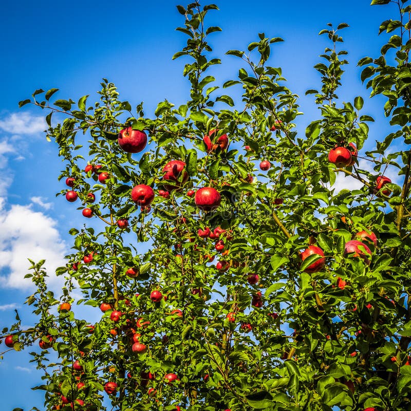 Red apples are hanging stock photo. Image of branch - 265657244