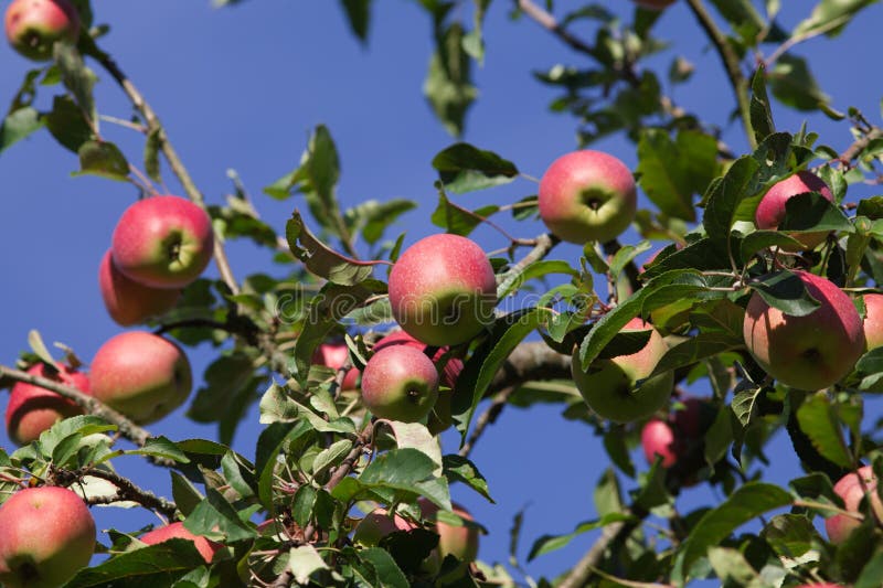Red apples hanging on tree stock image. Image of branch - 210827239