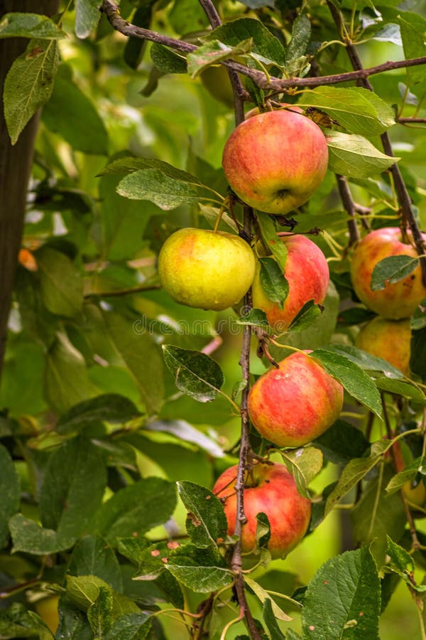 Red Apples, Hanging in a Tree Stock Image - Image of grow, delicious ...