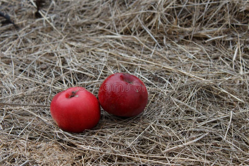 Red and Ripe Apples on Hay in Autumn. Apple Orchard Stock Photo - Image ...