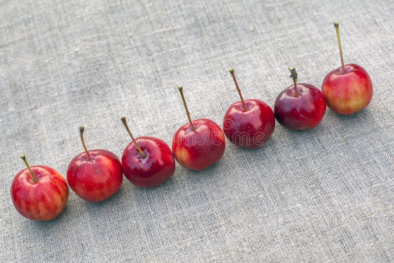 Red Apples Laid Out in a Row Stock Image - Image of sweet, tasty: 173093829