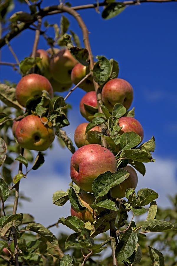Red Apples in the Late Summer Stock Photo - Image of organic, grow ...