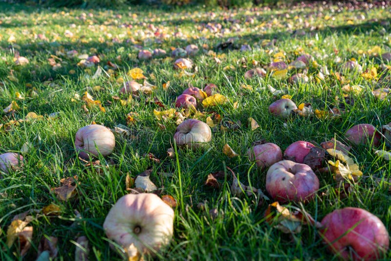 Apples Lying in the Grass that Fell from the Tree on a Sunny Summer Day ...