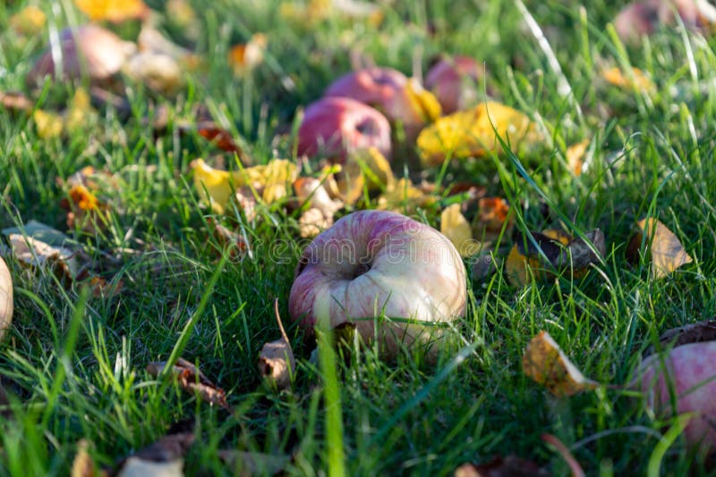 Apples Lying in the Grass that Fell from the Tree on a Sunny Summer Day ...