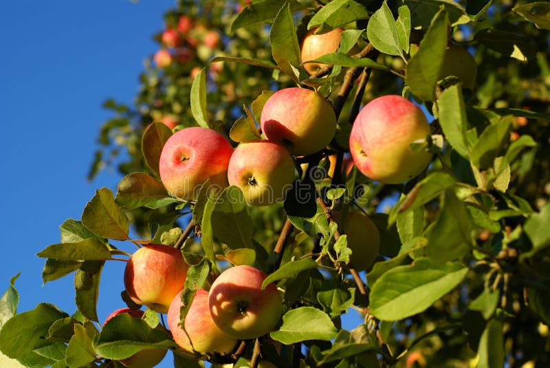 Red apples and leaves stock photo. Image of growth, freshness - 4979310