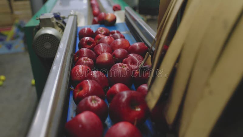 Apples on the Line for Their Selection Stock Video - Video of ...