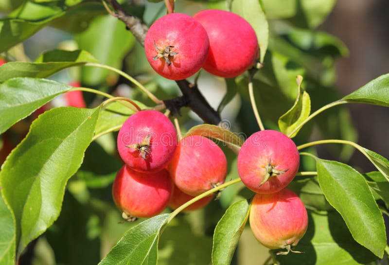 Red apples stock photo. Image of apple, growth, garden - 193686346