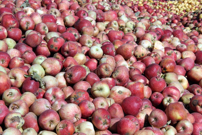Red apples stock image. Image of harvest, fruit, yellow - 34493271