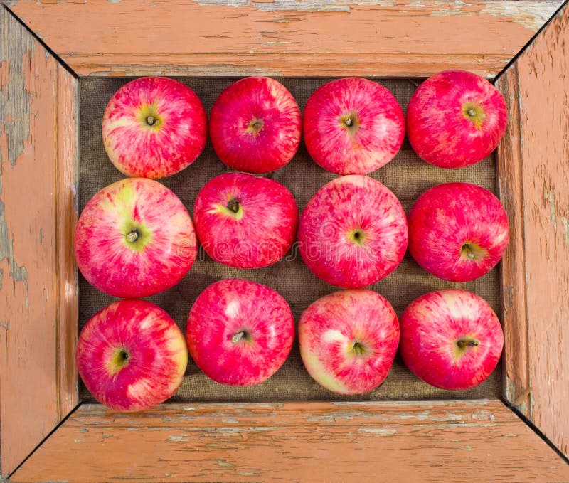Red apples stock photo. Image of bright, fresh, harvest - 197488320