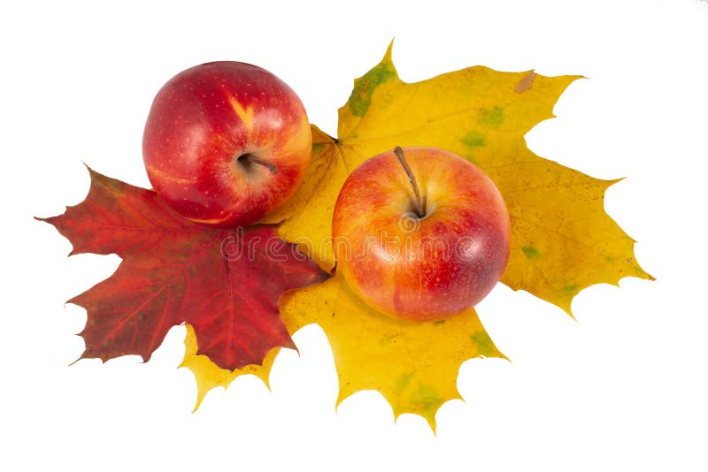 Red Apples with Maple Leaves Autumn Colors Stock Image - Image of ...