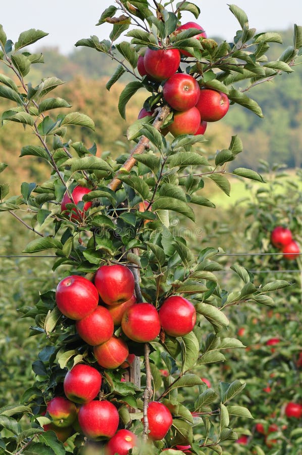 Red apple orchard stock image. Image of ripe, season - 12014341