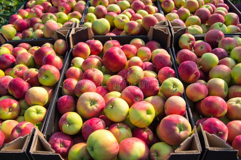 Red Apples Packing in Boxes, Container, Close-up, Copy Space Stock ...