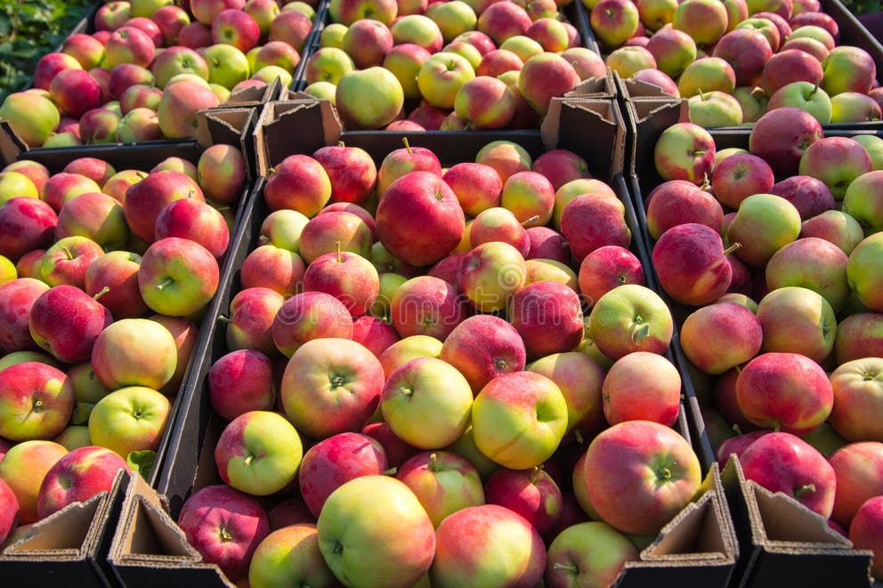 Red Apples Packing in Boxes, Container, Close-up, Copy Space Stock ...