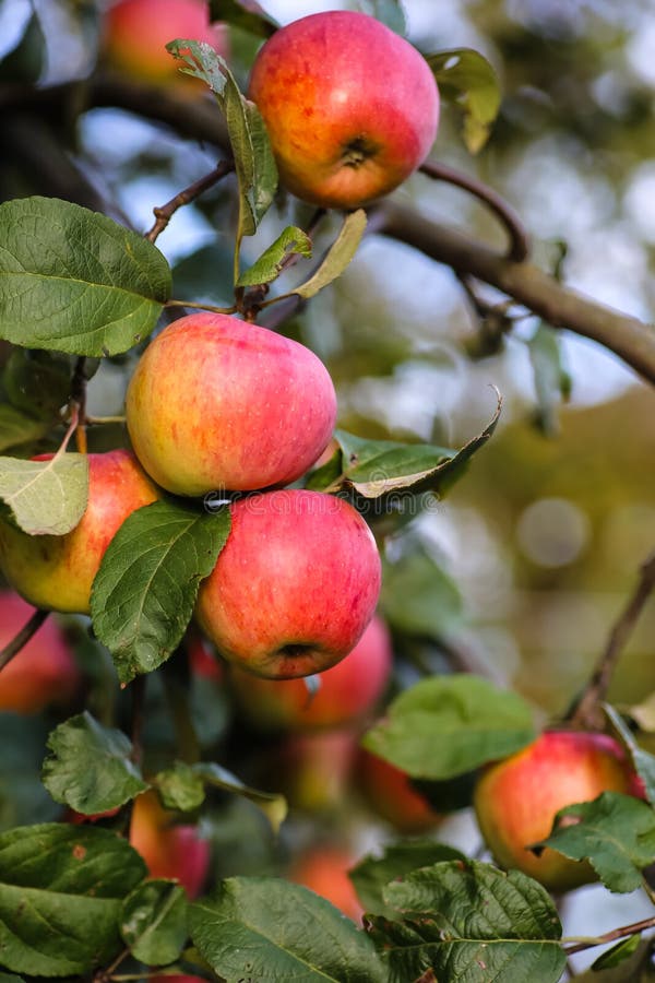 Red Apples in the Rays of the Setting Sun Stock Image - Image of ...
