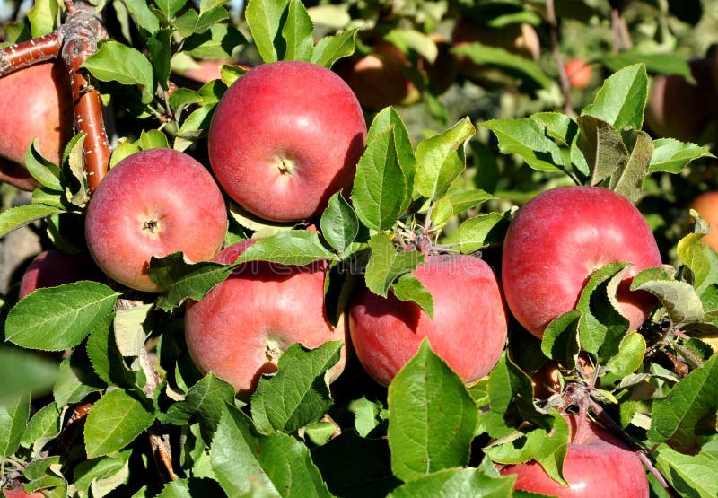 Red apples stock image. Image of farming, environment - 57501811