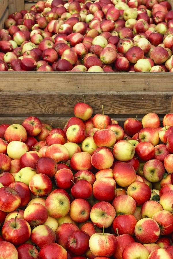 Red apples stock photo. Image of nature, harvest, lots - 33506866