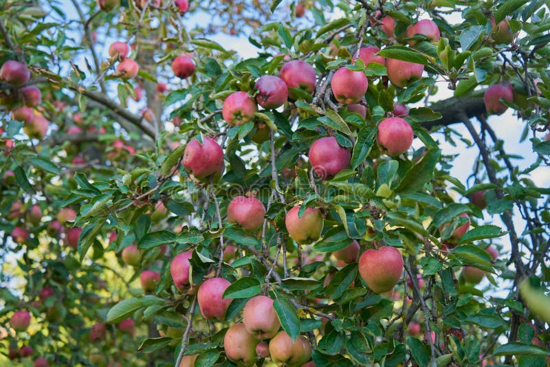 Red Apples are Ripening,an Apple Tree Grows in the Garden and Blushes ...