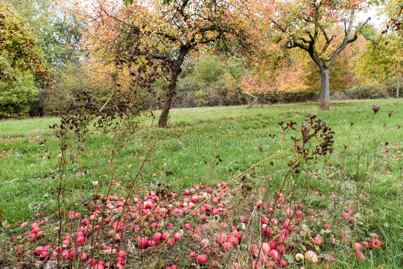 Red Apples Rotten on Ground of Meadow with Scattered Fruit Trees Stock ...
