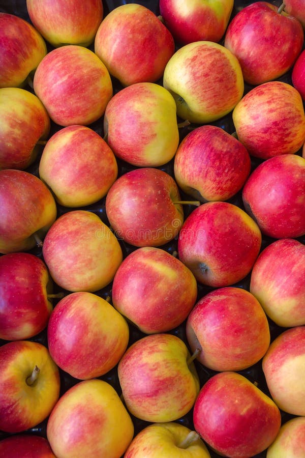 Bushel of Red Apples stock image. Image of color, fresh - 62818999