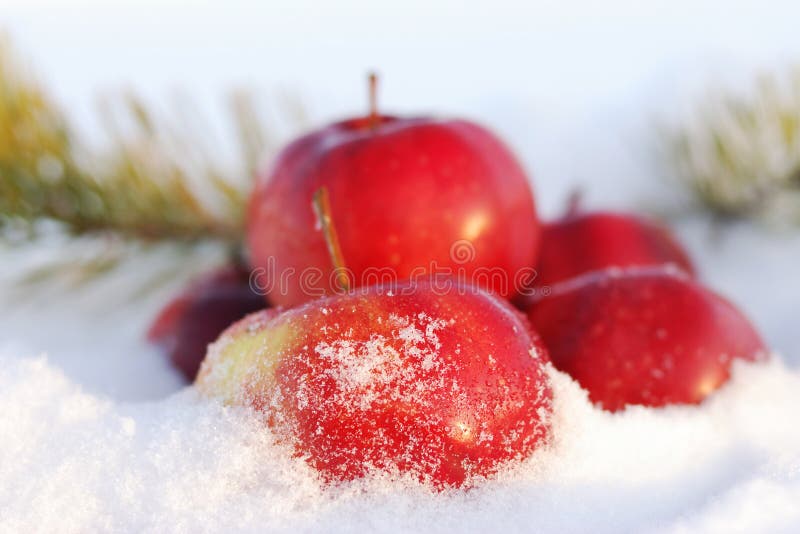 Red apples on snow stock image. Image of gourmet, drop - 12809967