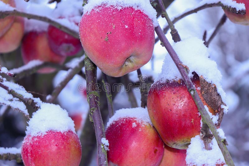 Red Apples Still on the Tree in Winter Stock Image - Image of snowy ...