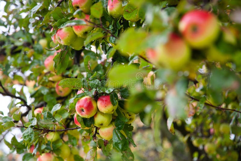 Red apples on tree stock image. Image of fresh, fall - 138221845