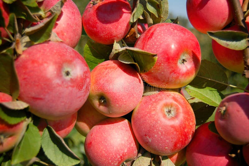 Red apples on the tree stock photo. Image of harvest - 186430502