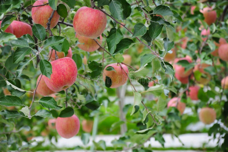 Red apples on tree stock image. Image of harvest, garden - 24006151