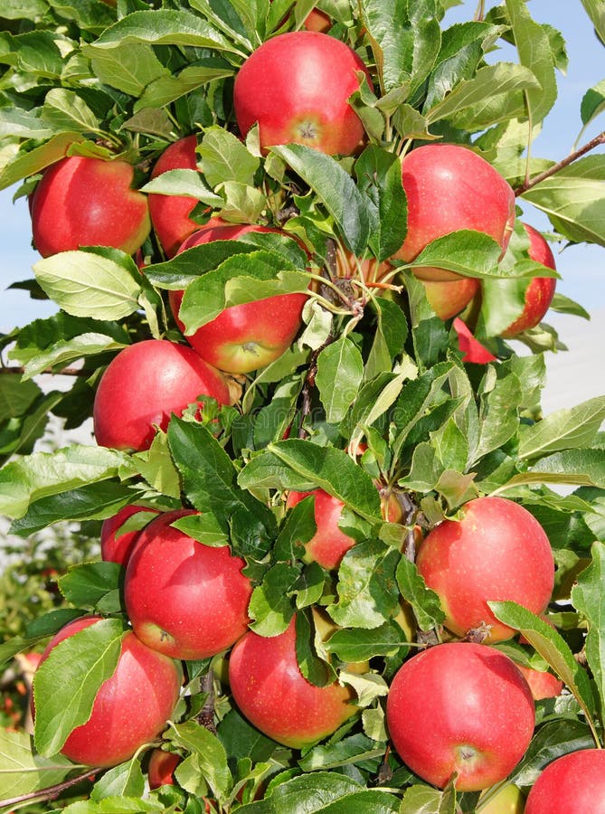Red apples on tree stock photo. Image of scenery, tree - 27411386