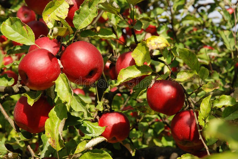 Red apples on the tree stock image. Image of branch, crop - 6547927