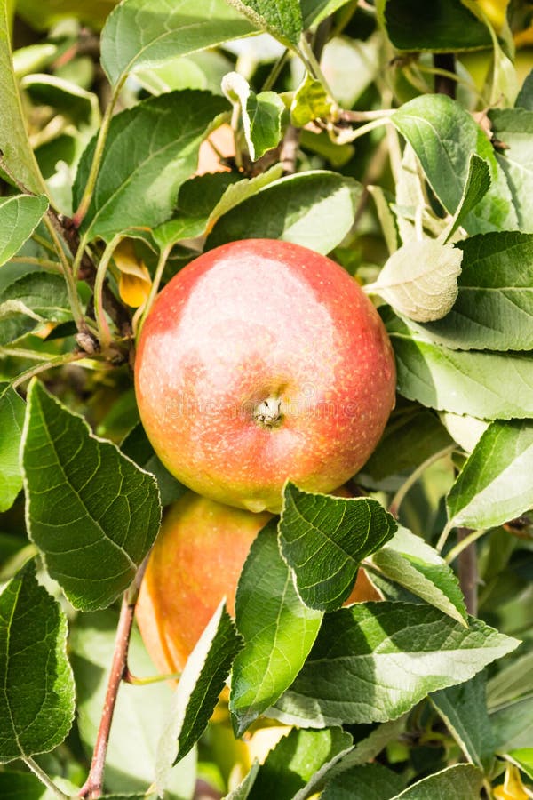 Red apples stock image. Image of nature, autumn, leaf - 79372945